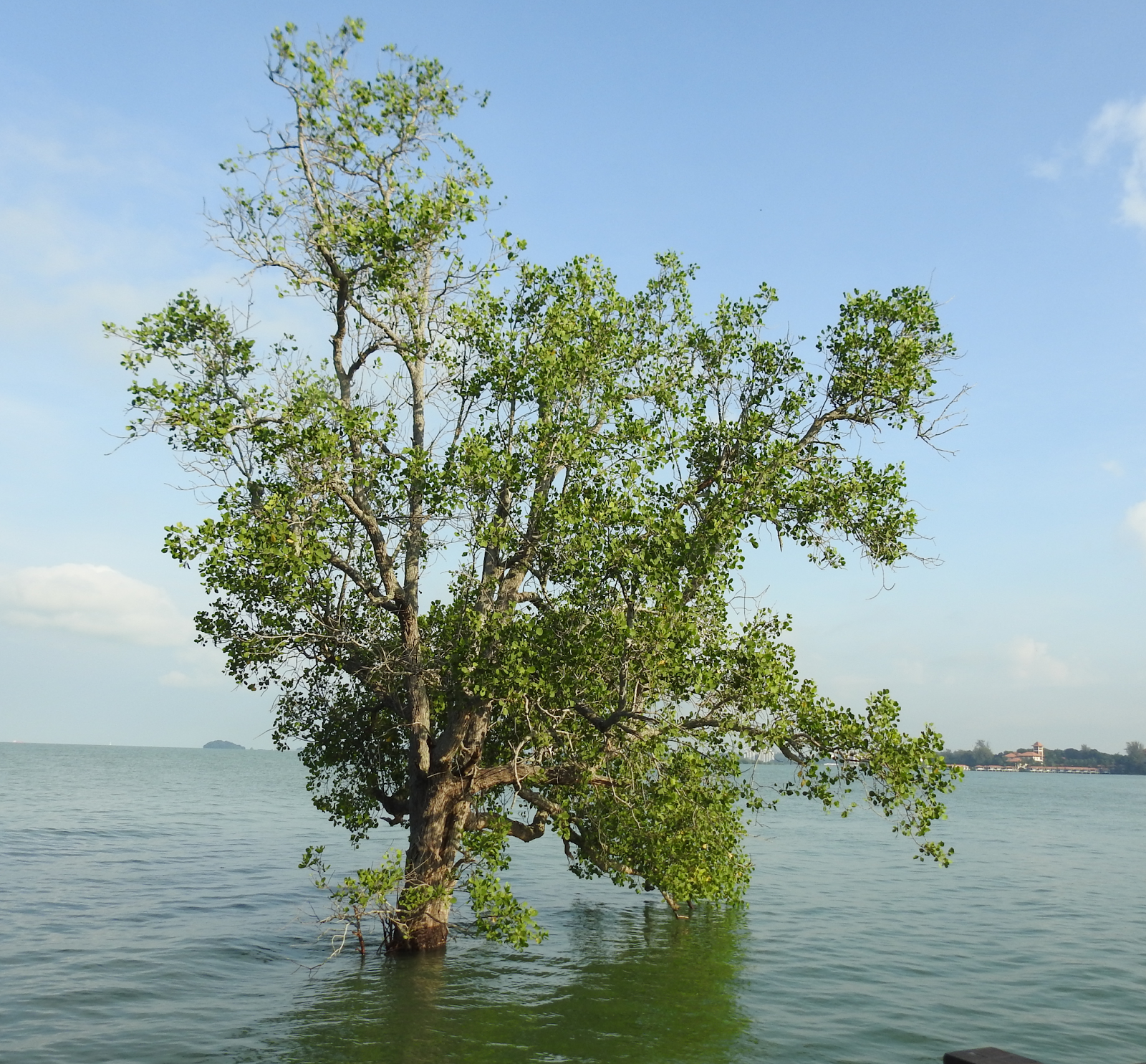 Words Collection: A Tree In The Sea