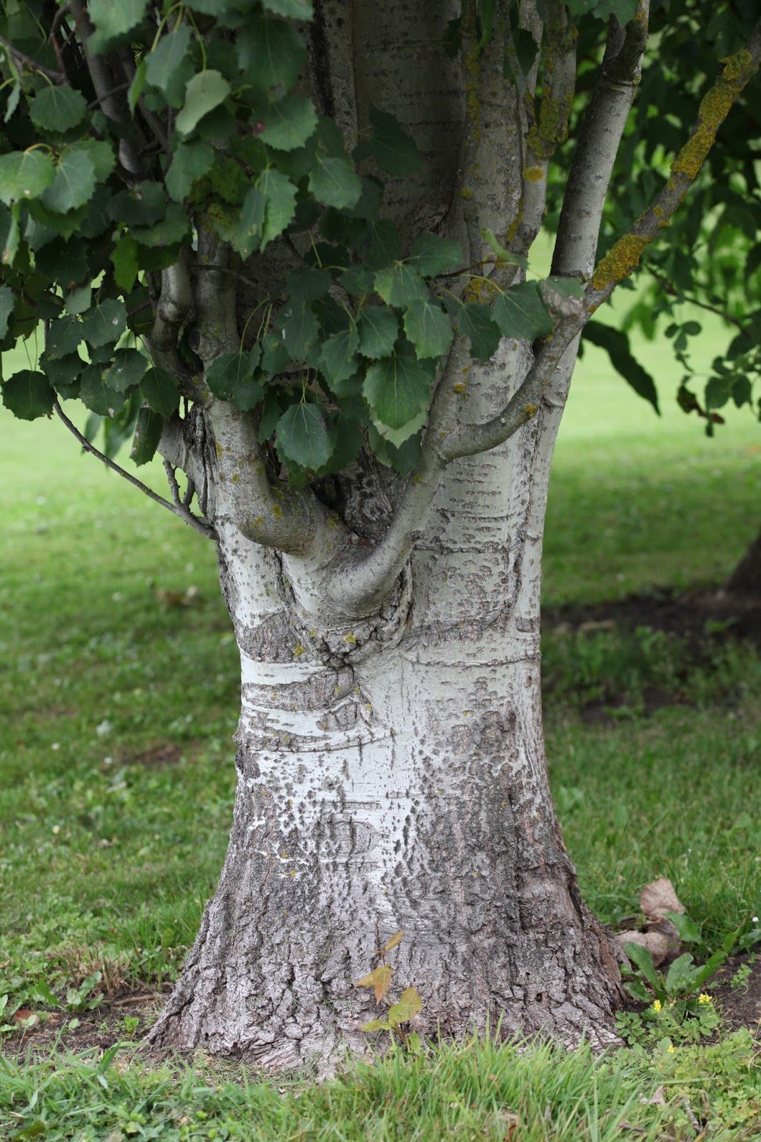 Puittaimede virtuaalherbaarium