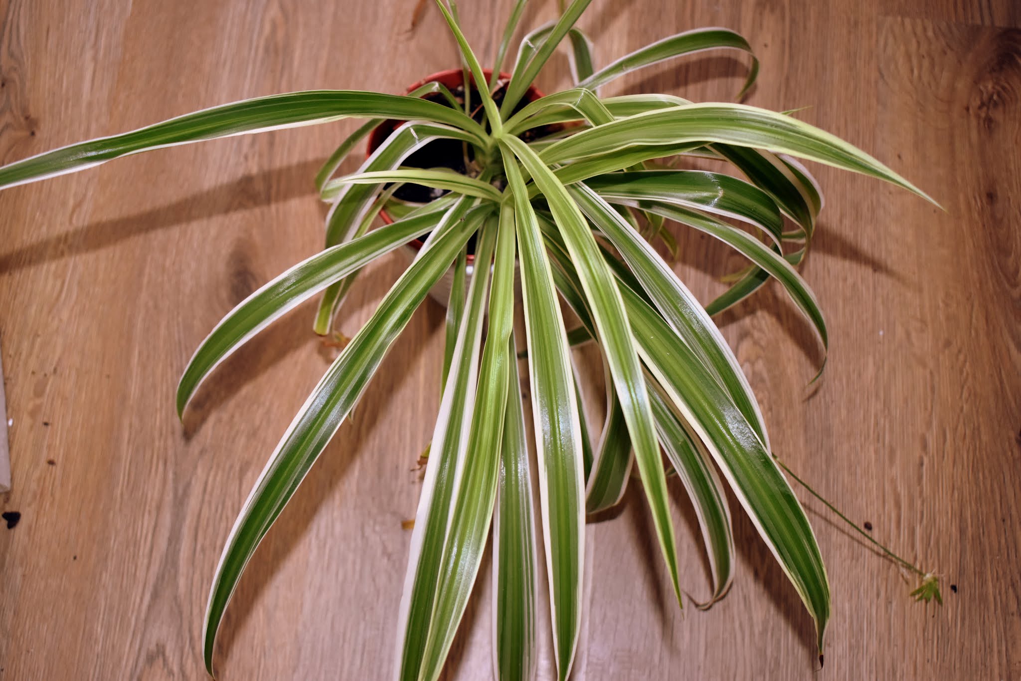 The Spider Plant As A Houseplant Reviewed