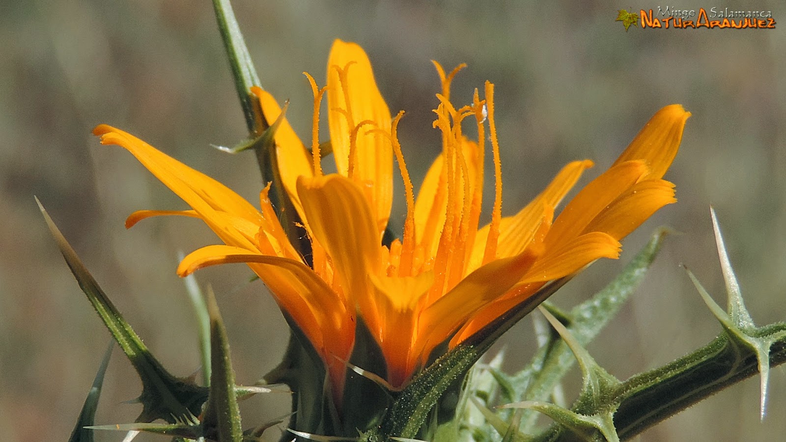 NaturAranjuez: Scolymus hispanicus - CARDILLO