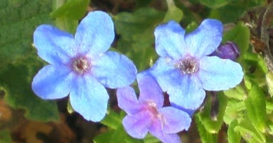 Plantas e Flores do Areal: Lithodora prostrata (Loisel.) Griseb. subsp ...