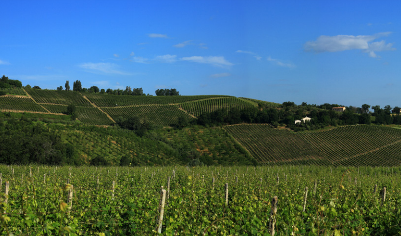 Un vino “egocentrico e bastardo”! Nasce il Podium V.23 di Garofoli ...