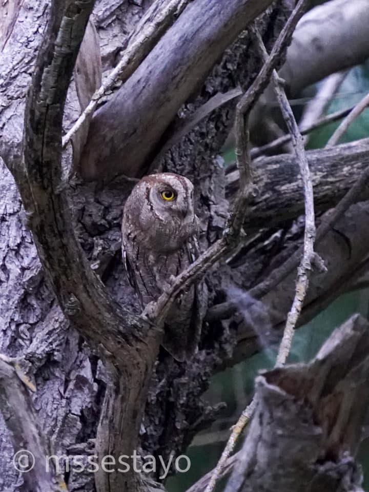 MILAGRO Natura: AUTILLO EUROPEO
