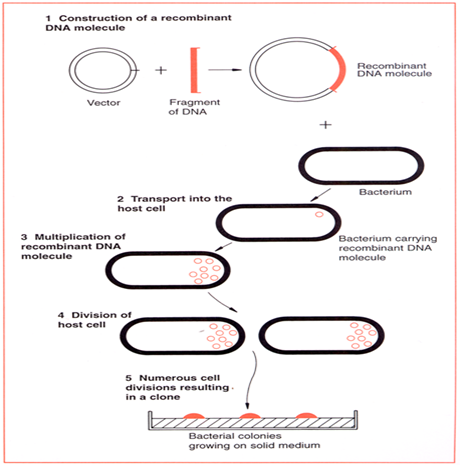 [Gene Cloning and DNA Analysis] Why Gene Cloning and DNA Analysis are ...