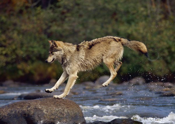 White Wolf : 19 Stunning Photos Of Impressive Wolf Jumps