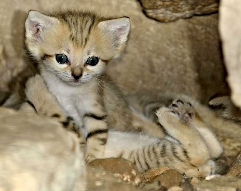 White Wolf : 4 Rare (and Adorable) Sand Cat Kittens Born in Israeli Zoo ...