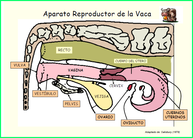 Generalidades de la Ganadería Bovina.: Anatomía del tracto genital de ...