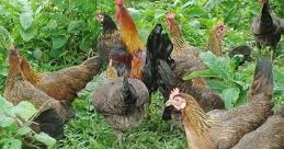 Raising Native Chickens ~ Agriculture Philippines