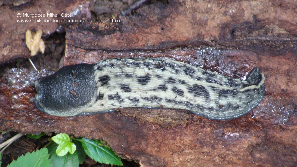 Snails and Slugs from Romania: Limax (Limax) cinereoniger