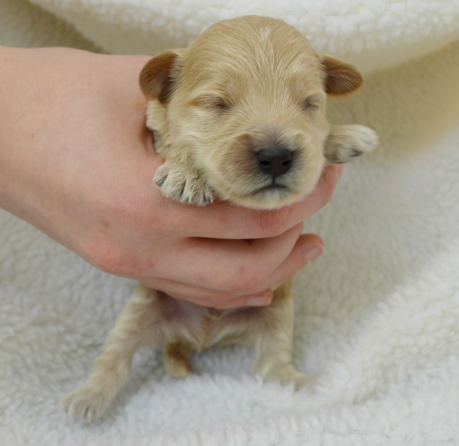 Growing Puppies - Virginia Schnoodle Breeder --Hypoallergenic Dogs ...