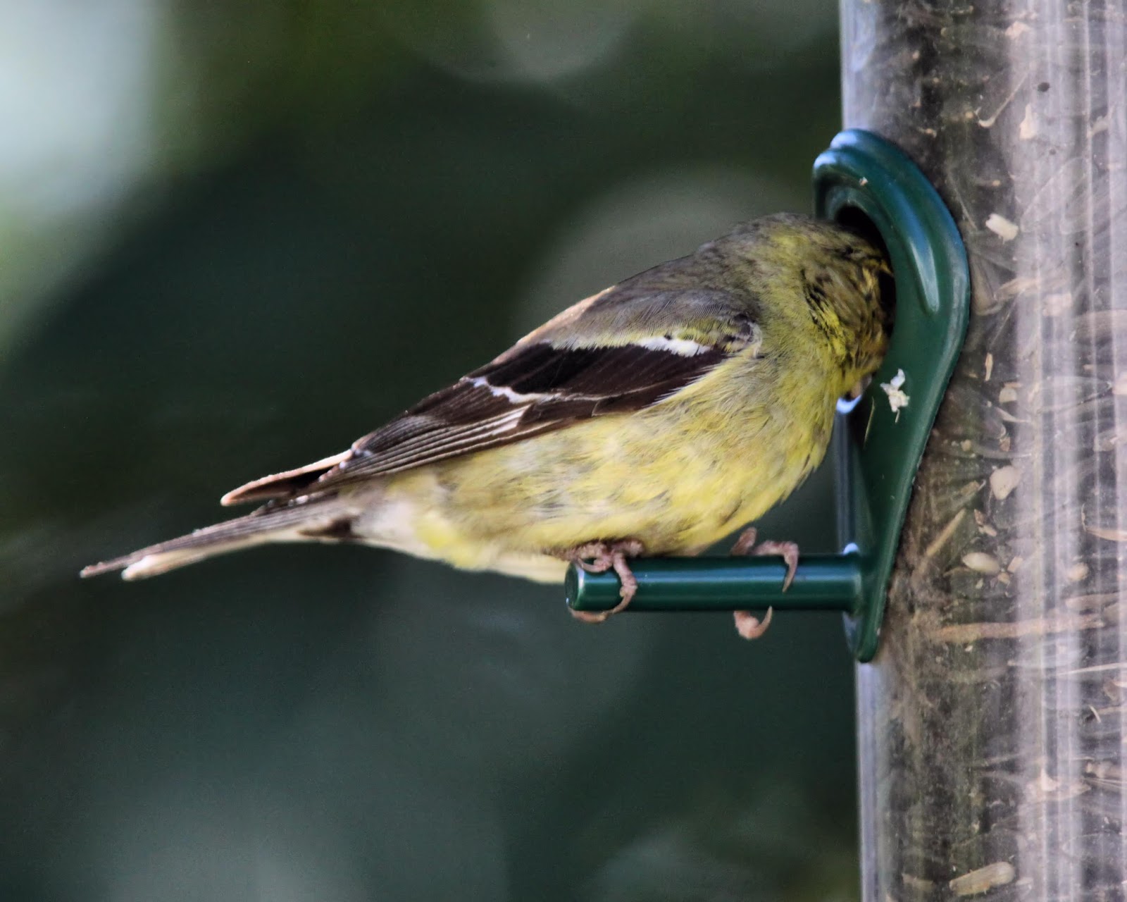 Birds from Behind : 02/01/2013 - 03/01/2013
