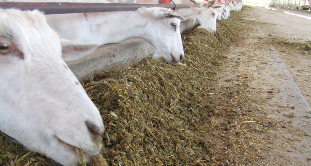 PRODUCCIÓN DE CAPRINOS