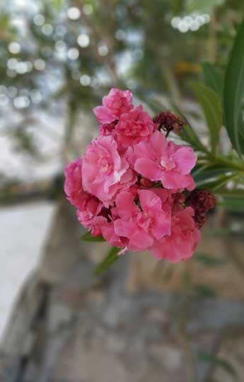 Benim Sözlüğüm: Reyhan'ın Çiçekleri