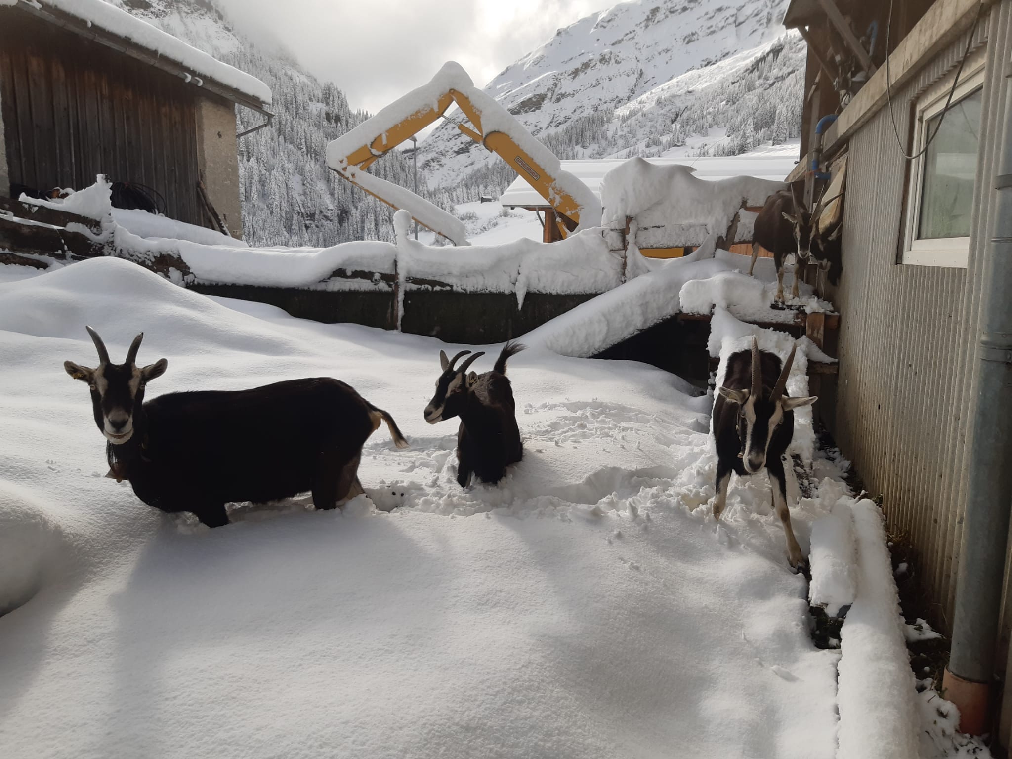 Pfauenziege GR: Aktuell