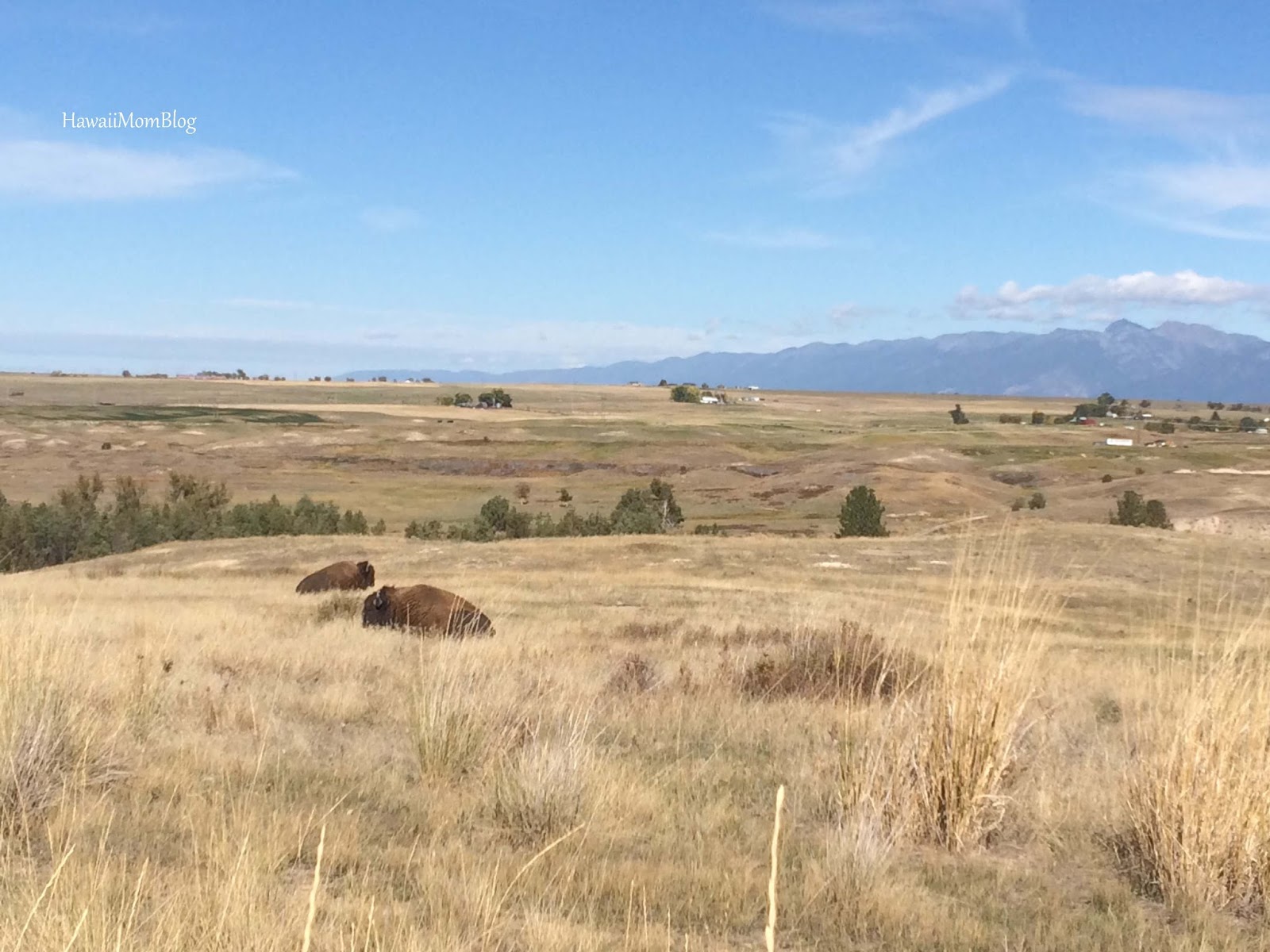 Hawaii Mom Blog: Visit Montana: National Bison Range