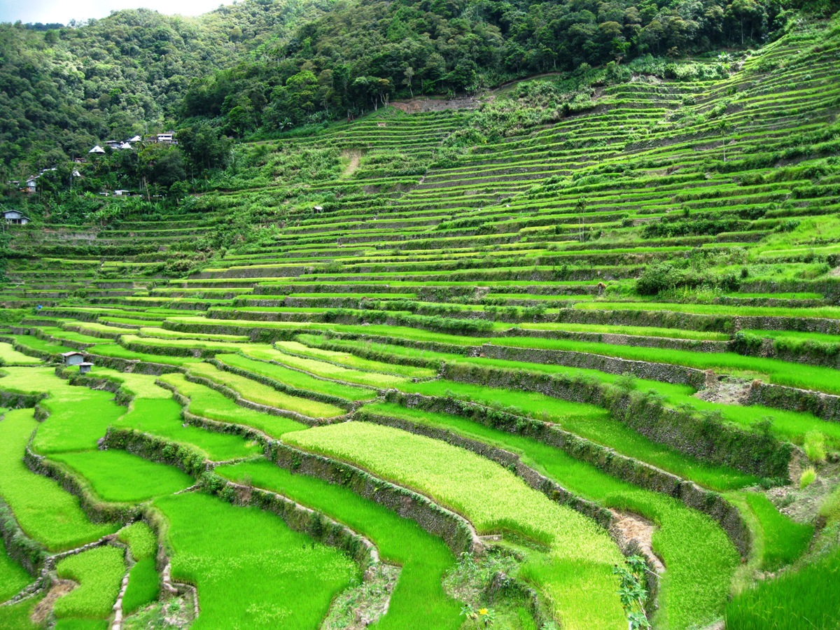 the viewing deck: Journeying Batad Rice Terraces and Tapiya Falls