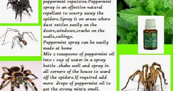 HOW TO MAKE PEPPERMINT OIL SPRAY FOR SPIDERS - Home Remedies Spiders