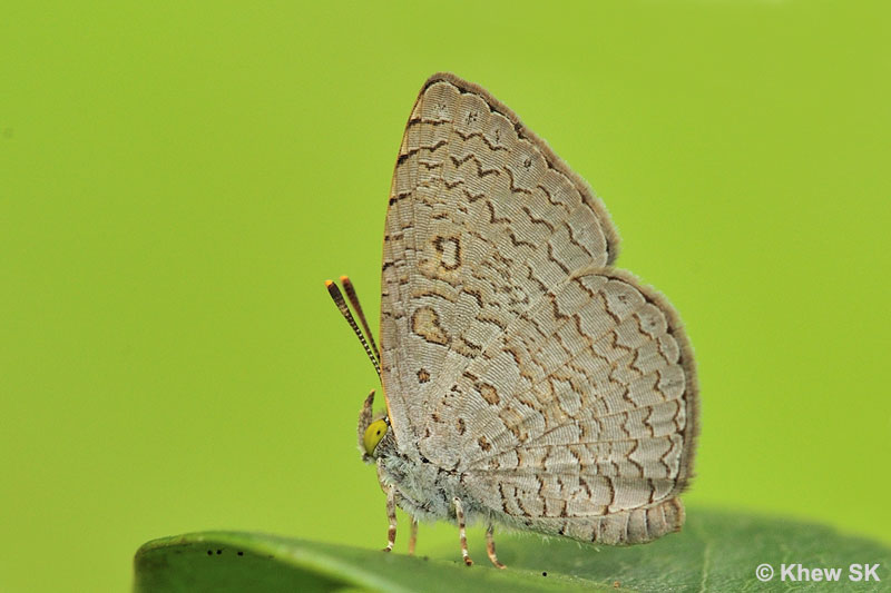 Butterflies of Singapore: Butterfly of the Month - October 2011