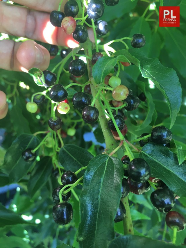 Seis consideraciones para la producción comercial de maqui orgánico ...