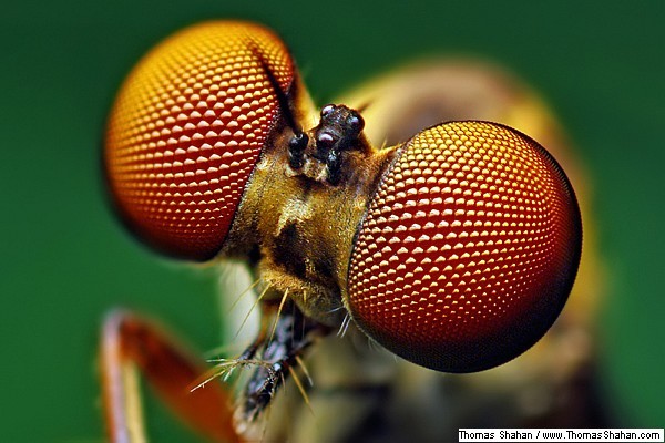 Artrópodes e Anelídeos: Artrópodes: Sistema, desenvolvimento e adaptações