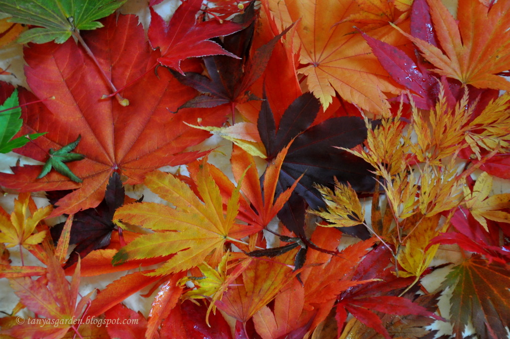 MySecretGarden: Japanese Maples. Picture Gallery