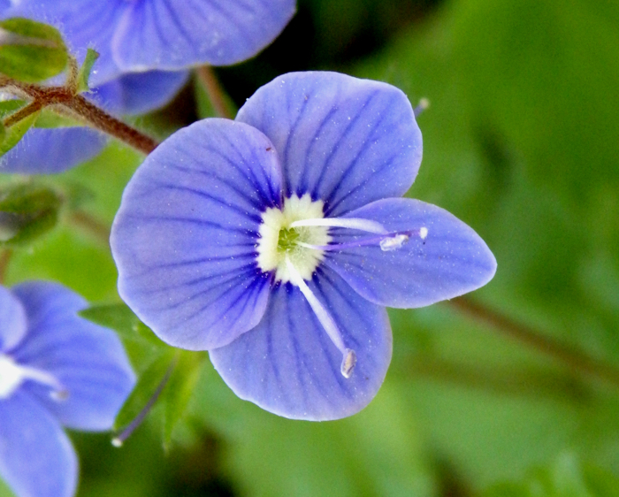 VERÓNICAS - Cómo reconocerlas