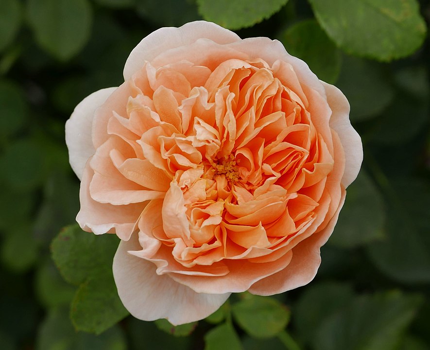 Un fiore semplice: Breviario delle rose: Tea Clipper (David Austin 2006)