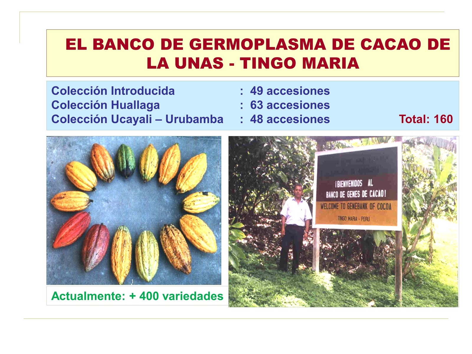 Investiga Innova Cacao Chocolate - Research Innova Cocoa Chocolate ...