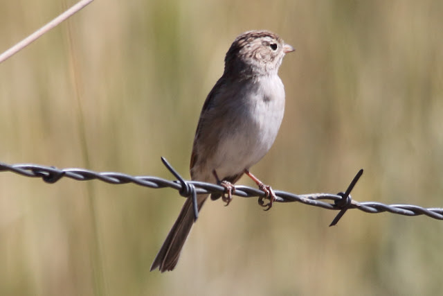 Out and About Oregon Birds