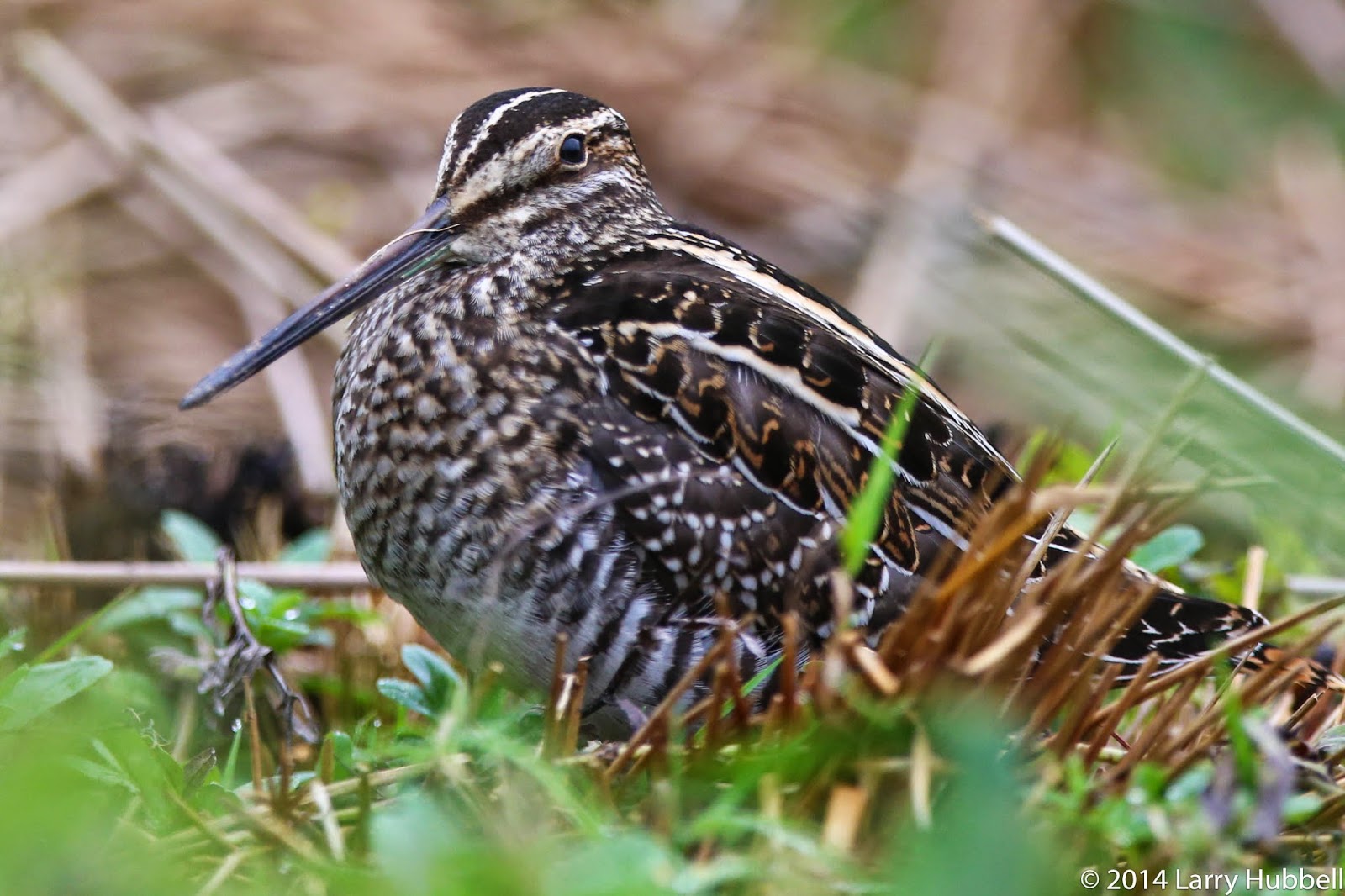 Union Bay Watch : Snipe Hunting!