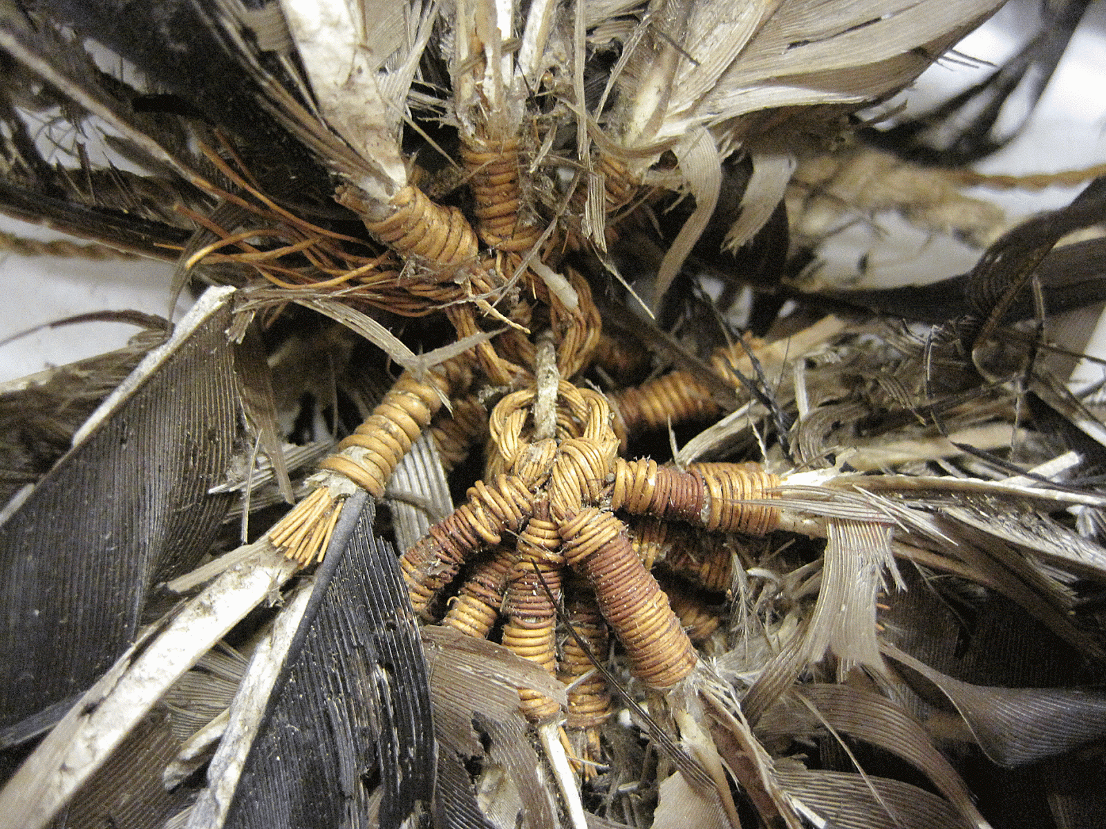 Conserving "Curiosities": June 2015