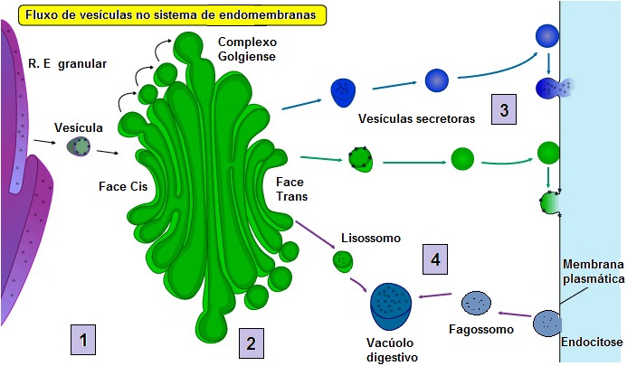 TecnoBio: Interação entre as organelas citoplasmáticas