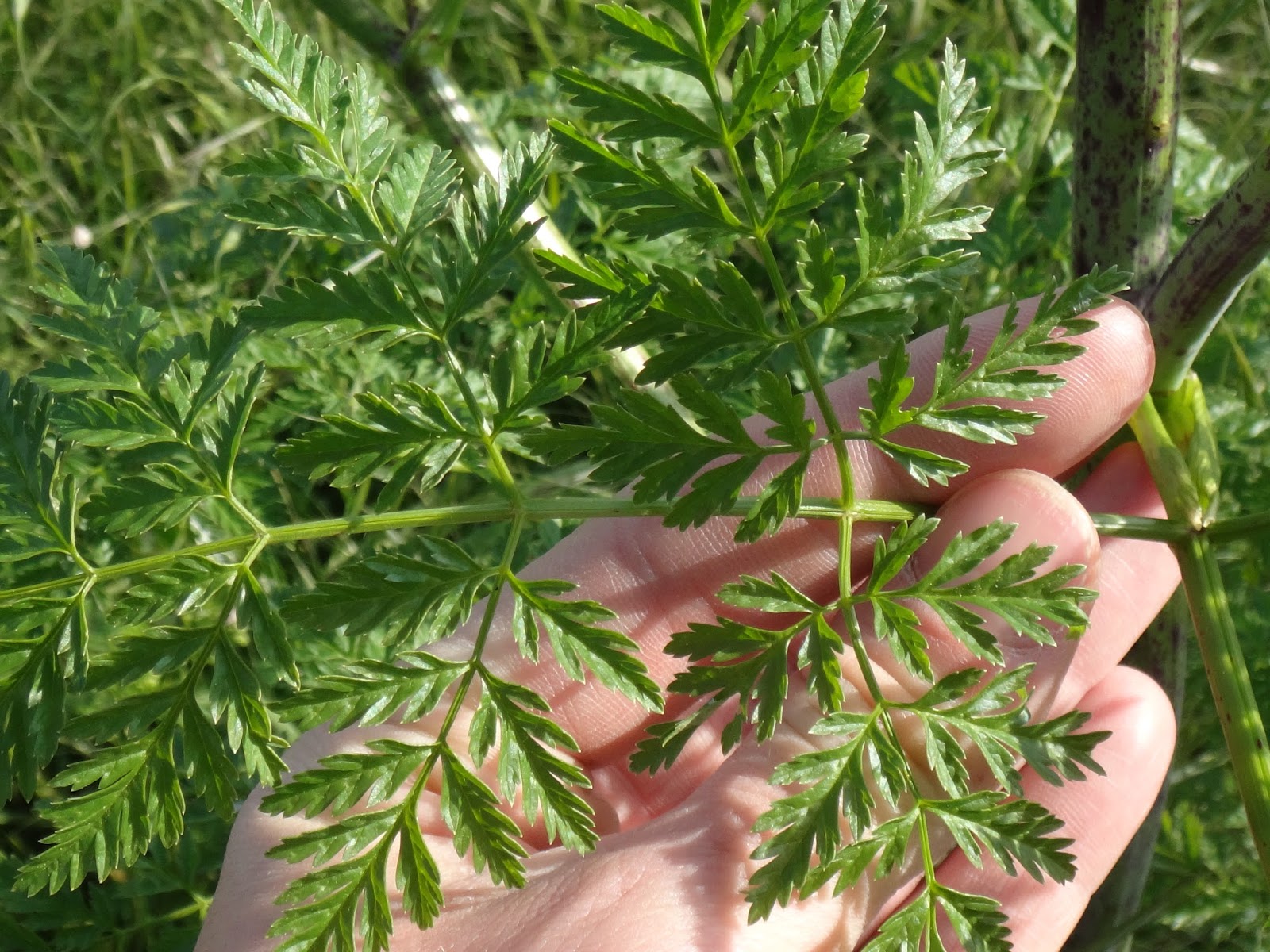 Le Phytophage: La grande ciguë