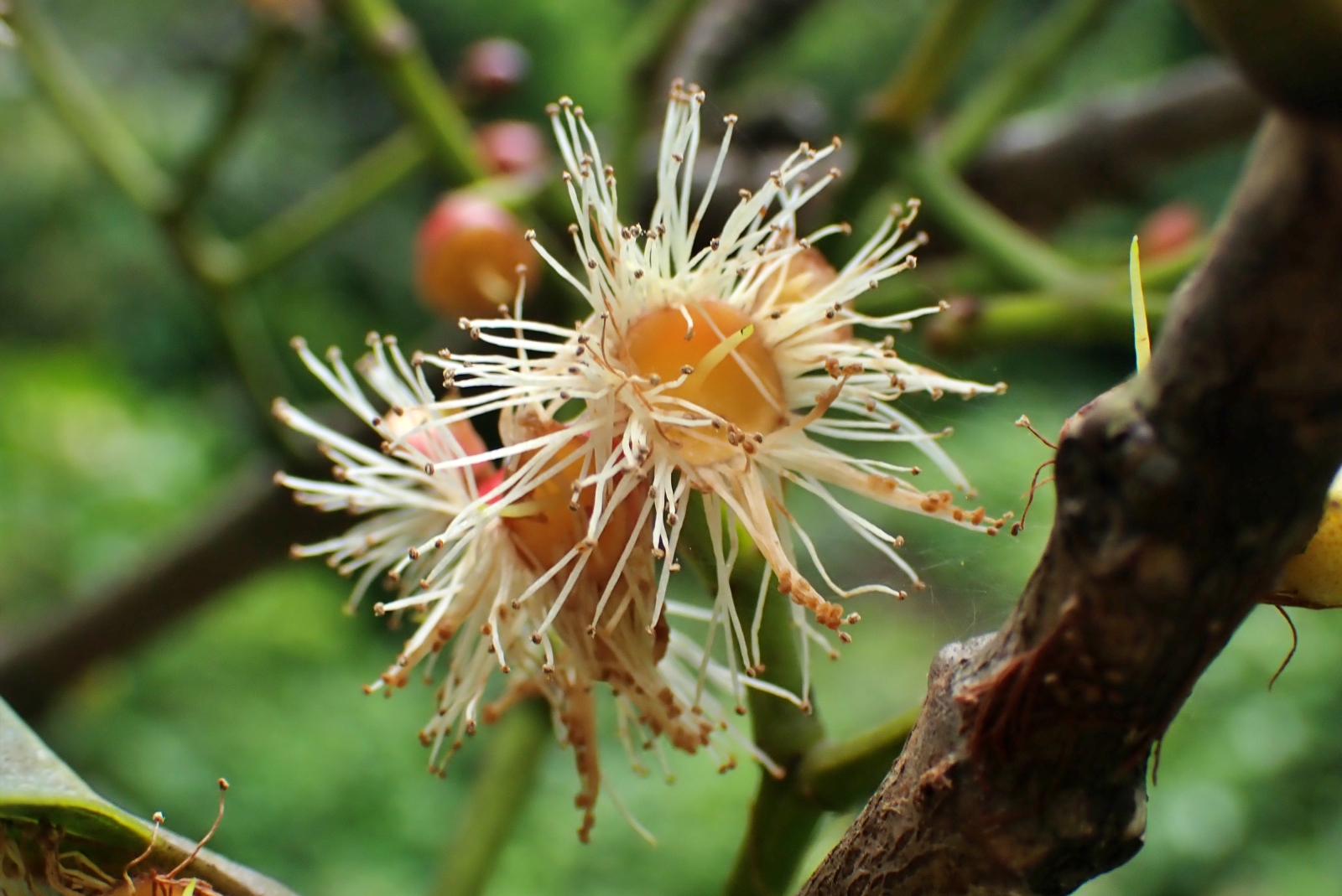 Cleistocalyx operculatus (Roxb.) Merr. et Perry 水翁