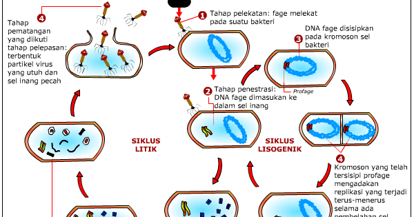 MATERI 3 REPRODUKSI VIRUS