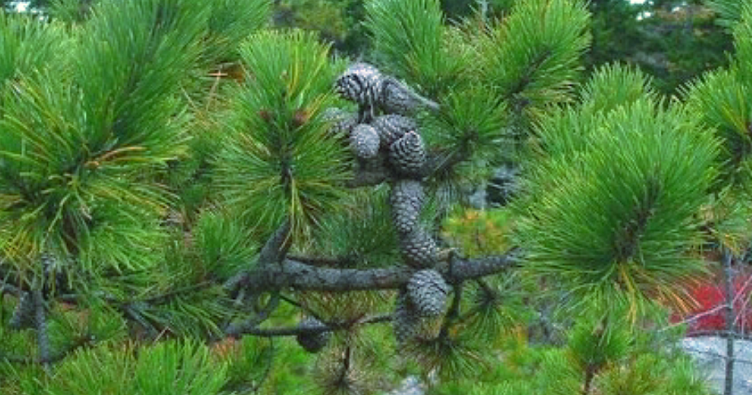 Pohon Pinus di Mata Masyarakat Korea, Seperti Apa? - Ciriciripohon.com