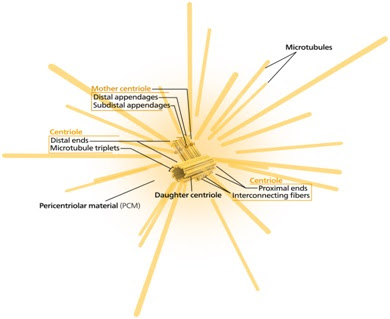 Eukaryotic-Vacuole-Centrioles | Notes-by-UK-Sir | Cell-Bio-13 - Bio ...