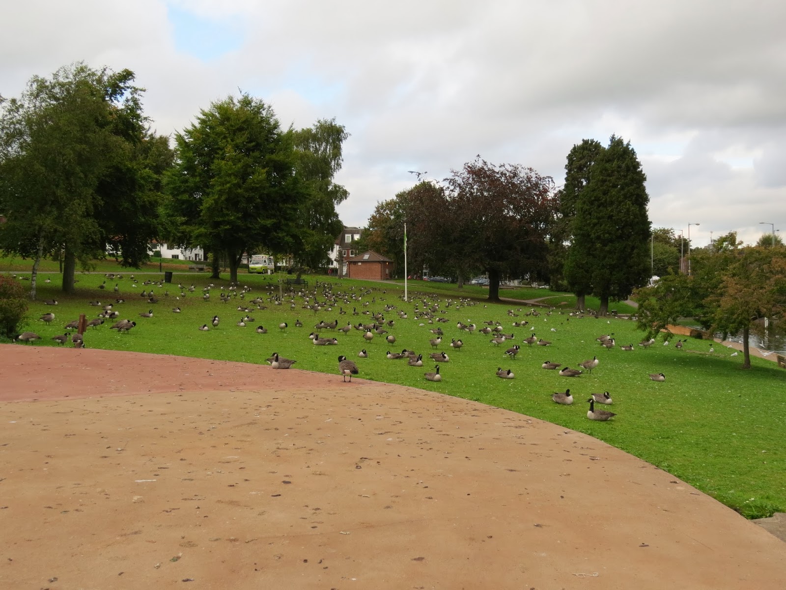 BIRDING AMERSHAM: A Finnish-ringed BLACK-HEADED GULL in Lowndes Park