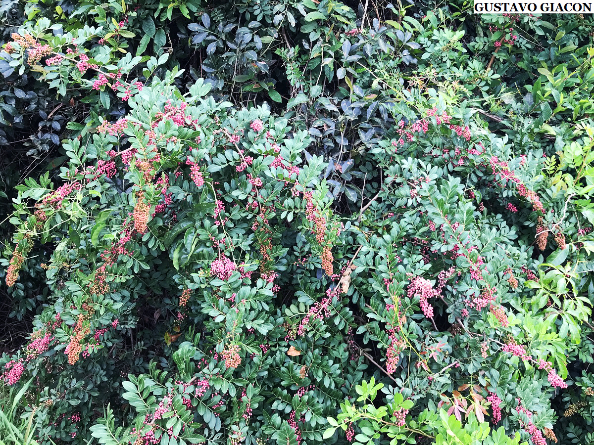 Viveiro Ciprest - Plantas Nativas e Exóticas: Pimenta Rosa ou Aroeira ...