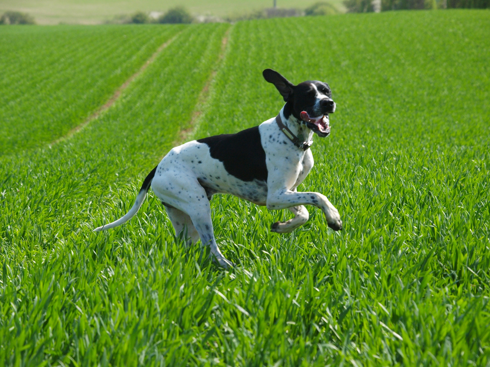 ENGLISH POINTER | English pointer dog, Dog breeds, Pointer dog
