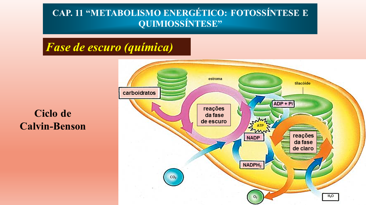Professor Jimmy Oliveira: 1º ANO - CAPÍTULO 11 - FOTOSSÍNTESE E ...