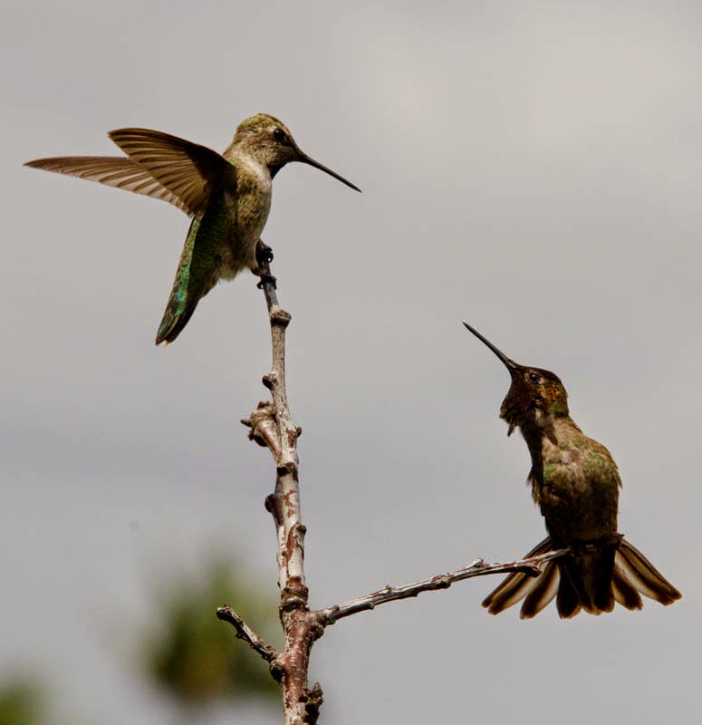 The Wayward Hawaiian: Hummingbird Hissy