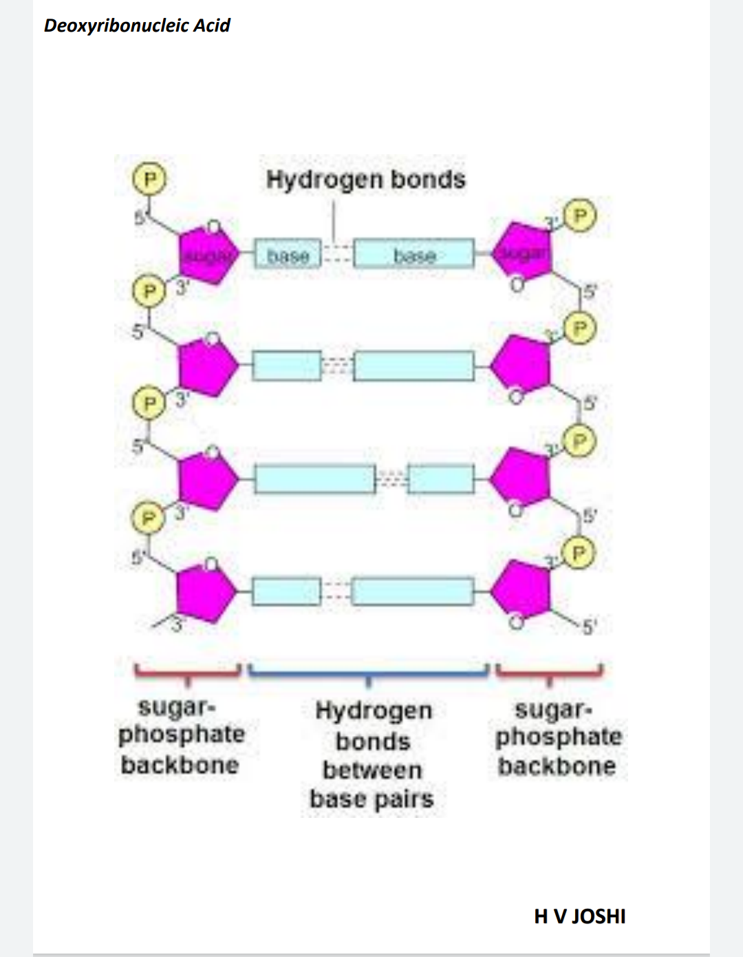 WATSON AND CRICK MODEL OF DNA