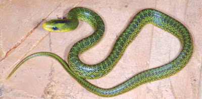 Snakes of Medical Importance in Nepal | Gyan Park