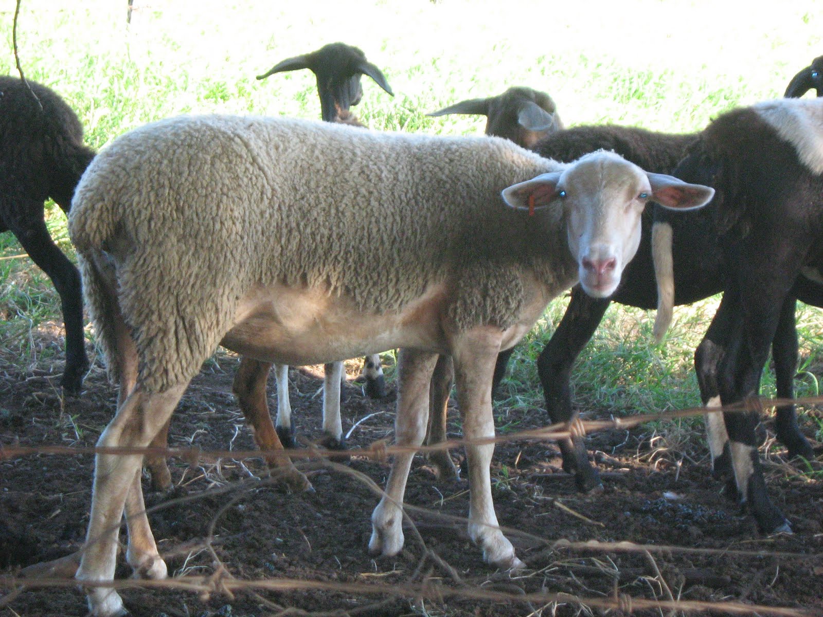 SANTA LACAUNE: Ovinos Lacaune Lait