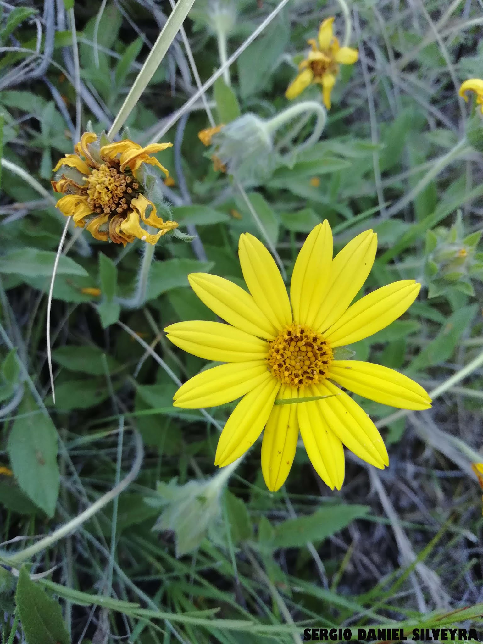 Flora Nativa de Entre Rios