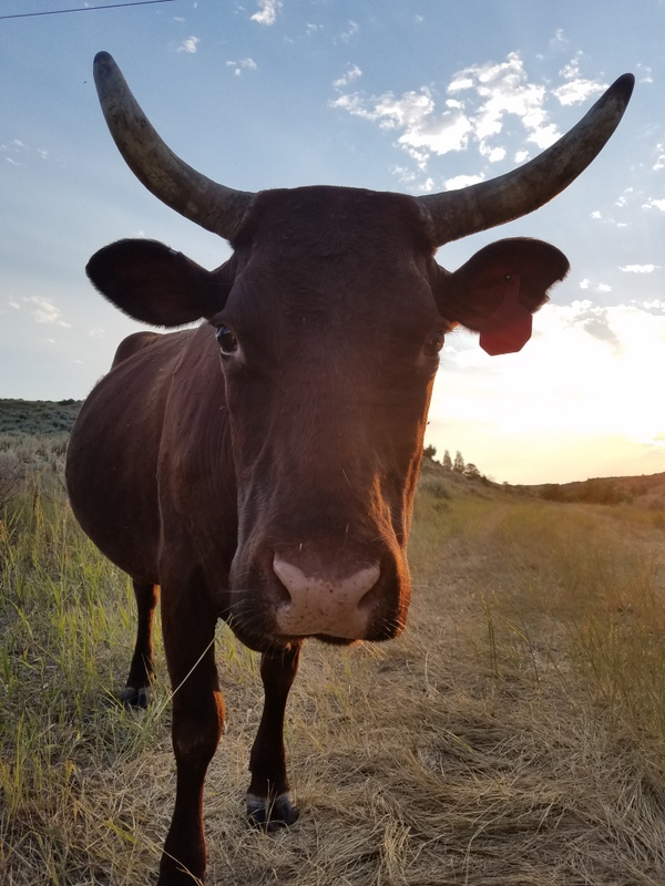 Family Milk Cow: Building Trust with Tippy - Highwinds Homestead