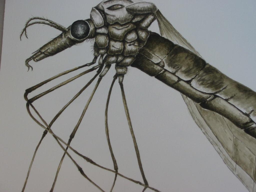 Cath Hodsman - Wildlife and Natural History Artist: Cath Hodsman ...