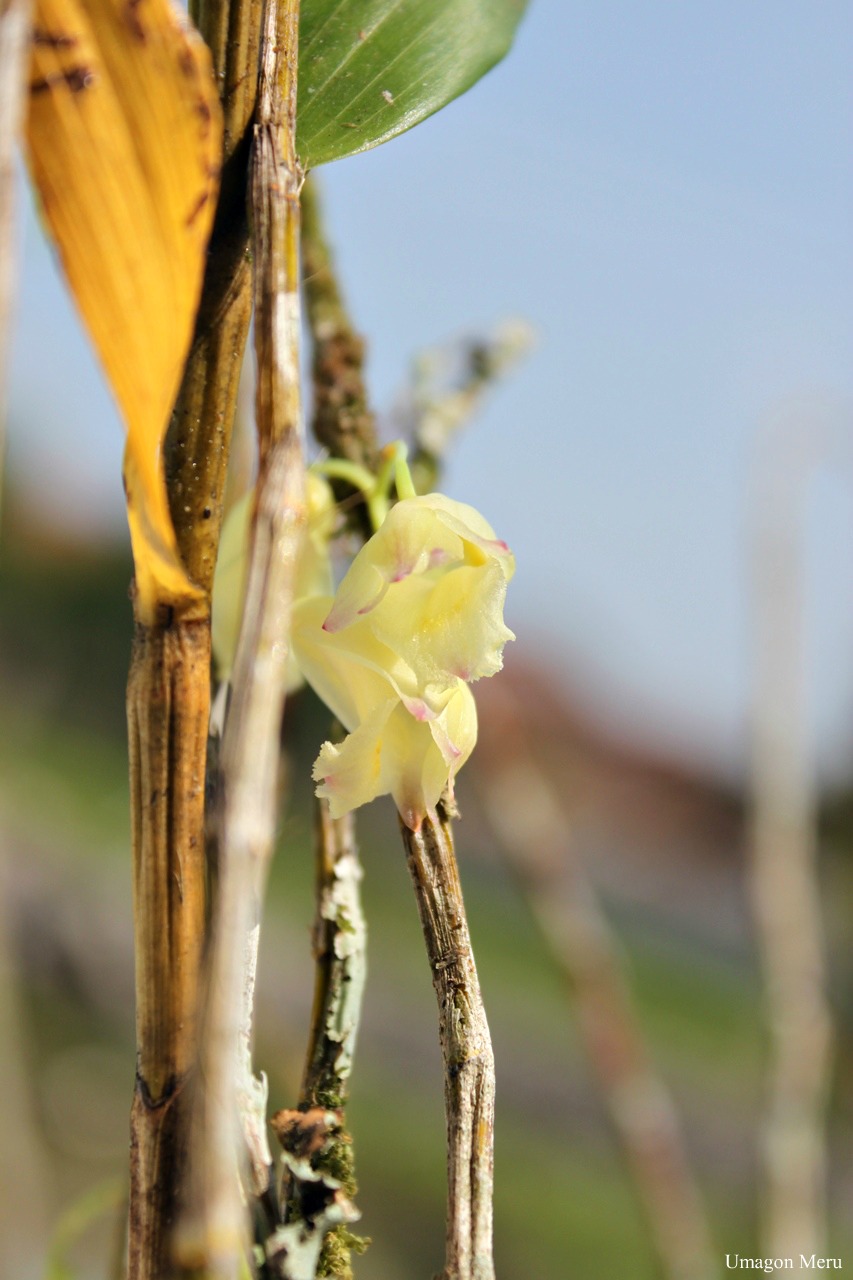 Wild orchids in sumatra: Anisopetala nuda (Blume) M.A.Clem., 2003