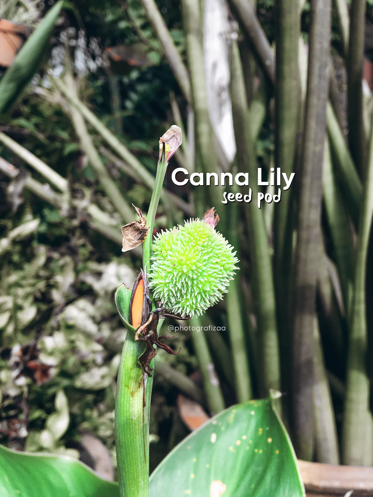 Canna Lily Seed Pod | Blog Sihatimerahjambu